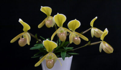 Tìm hiểu những loại hoa lan đất hot nhất