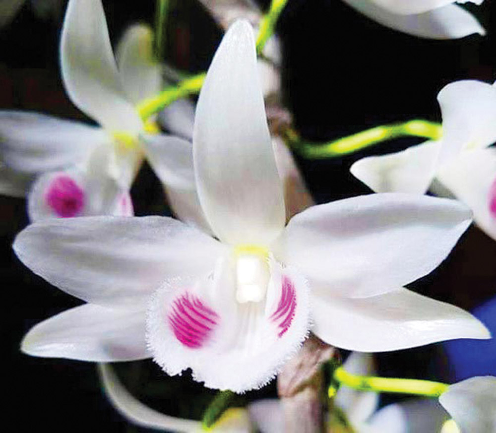 Hoa lan Ho 5 cánh phi điệp đặc biệt