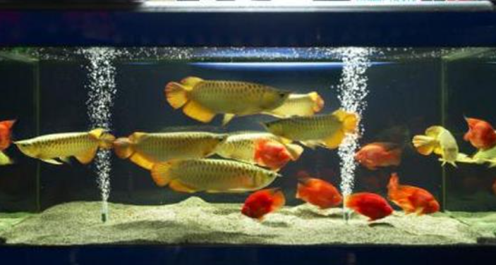 Tìm hiểu về hồ cá rồng công nghệ mới hiện đại bật nhất trang trí sân vườn