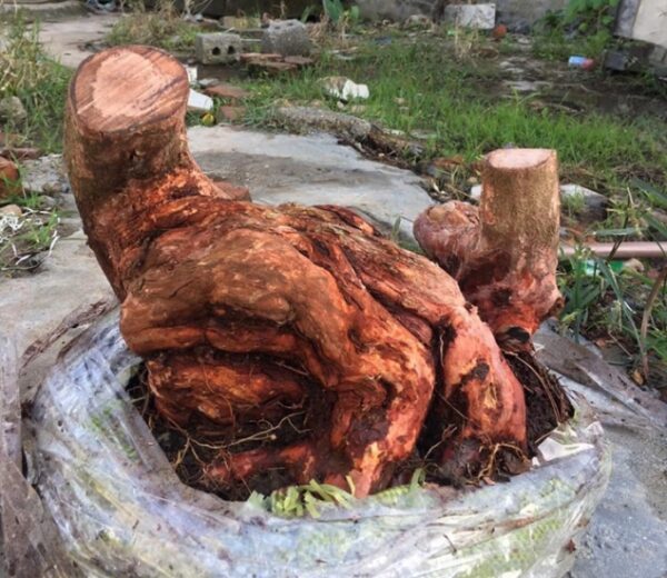 Cây sim bonsai và những lưu ý về cách trồng và chăm sóc chúng hiện nay