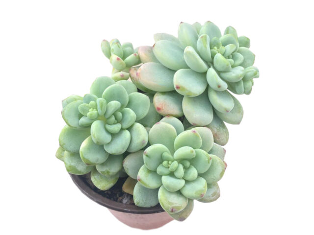 Giới thiệu về loại sen đá sỏi với nhiều màu sắc khác nhau cho bạn lựa chọn