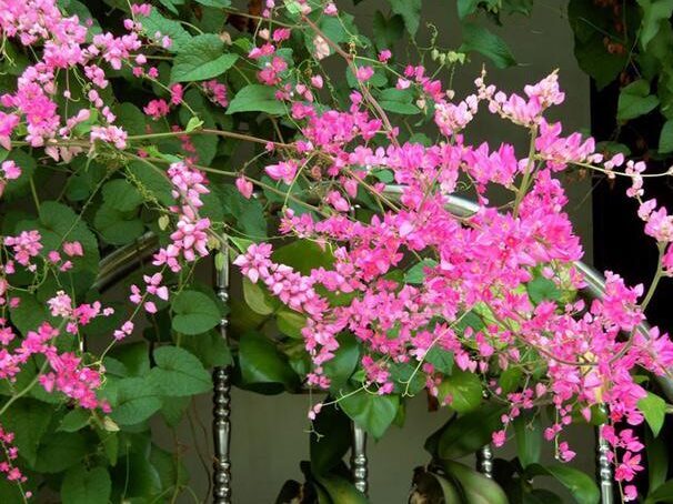 Vẻ đẹp của 2 sắc hoa tigon ý nghĩ đặc biệt của chúng khi trang trí sân vườn