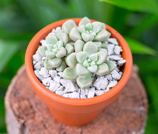 Tìm hiểu về sen đá kim tuyến với vẻ đẹp nhỏ nhắn và lung linh cho sân vườn