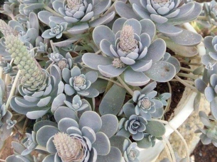 Tìm hiểu về sen đá dù và ý nghĩa đặc biệt của chúng trong trang trí sân ...