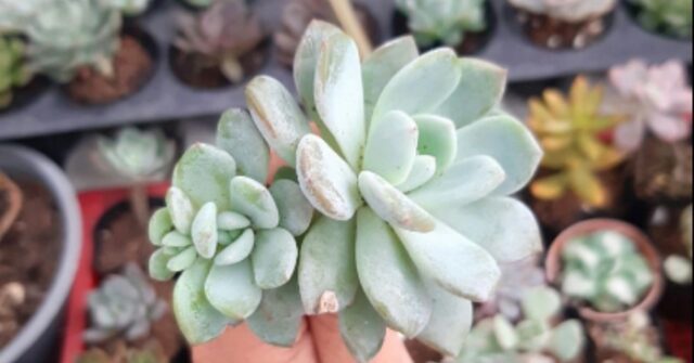 Tìm hiểu về loại sen đá monroe mang lại nét đẹp đầy sức sống cho sân vườn